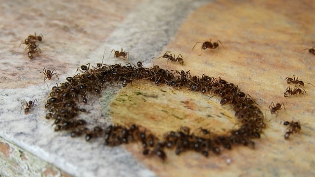 Macro Insetos Formigas - Free video on Pixabay - Pixabay