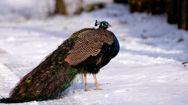 Peacock, Bird, Snow. Free Stock Video - Pixabay