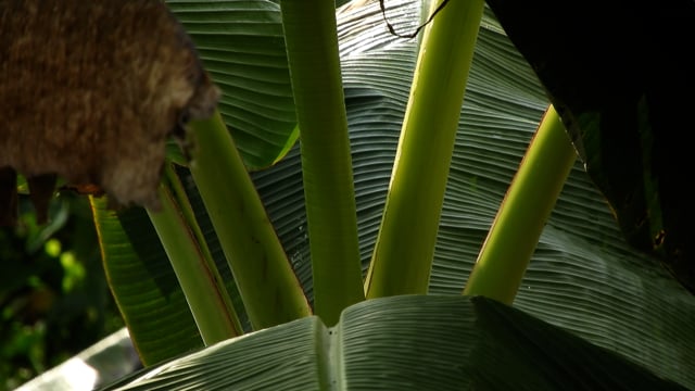 40+ Free Bananas & Banana Videos, HD & 4K Clips - Pixabay