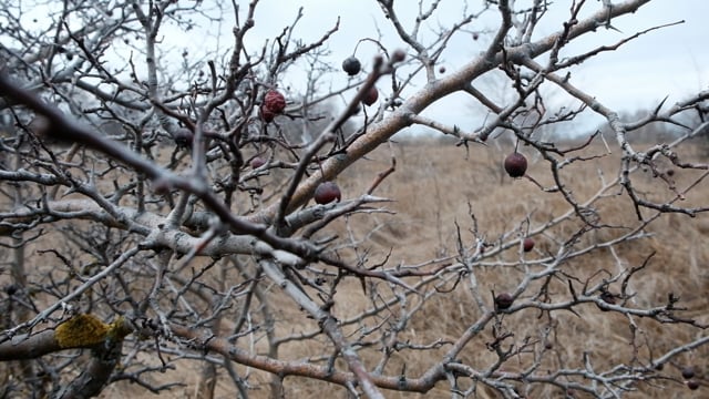 Nature, Berries, Landscape. Free Stock Video - Pixabay