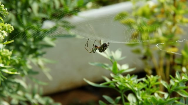 Nature Yard Spider Free Stock Video - Pixabay
