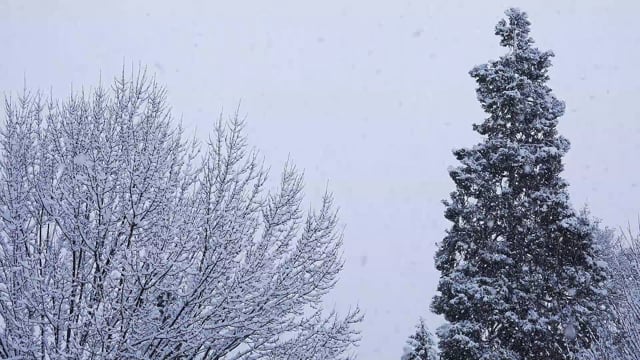 Snow Snowing Snowfall - Free video on Pixabay