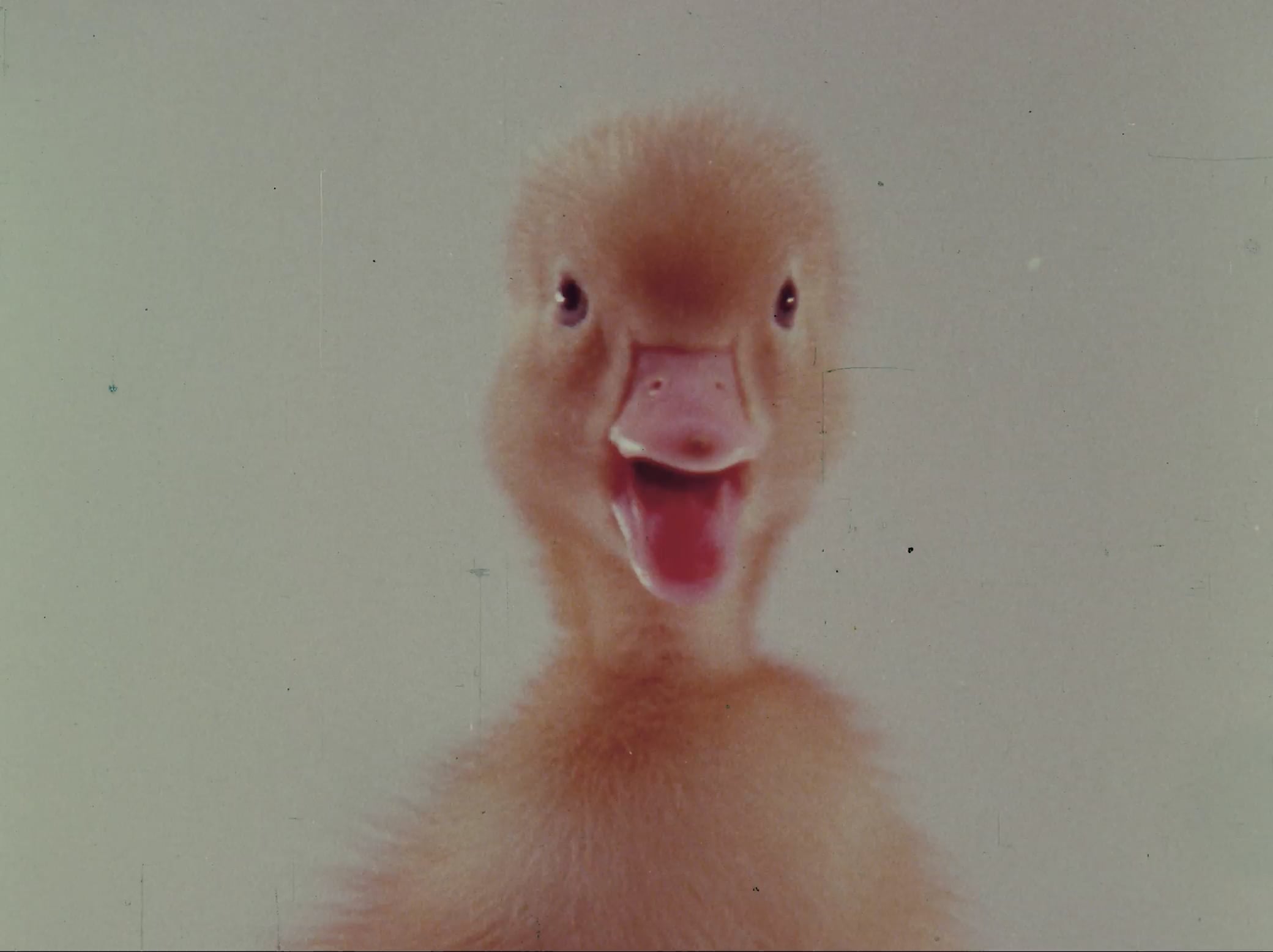 Matsushita National Neo - Duck on Vimeo