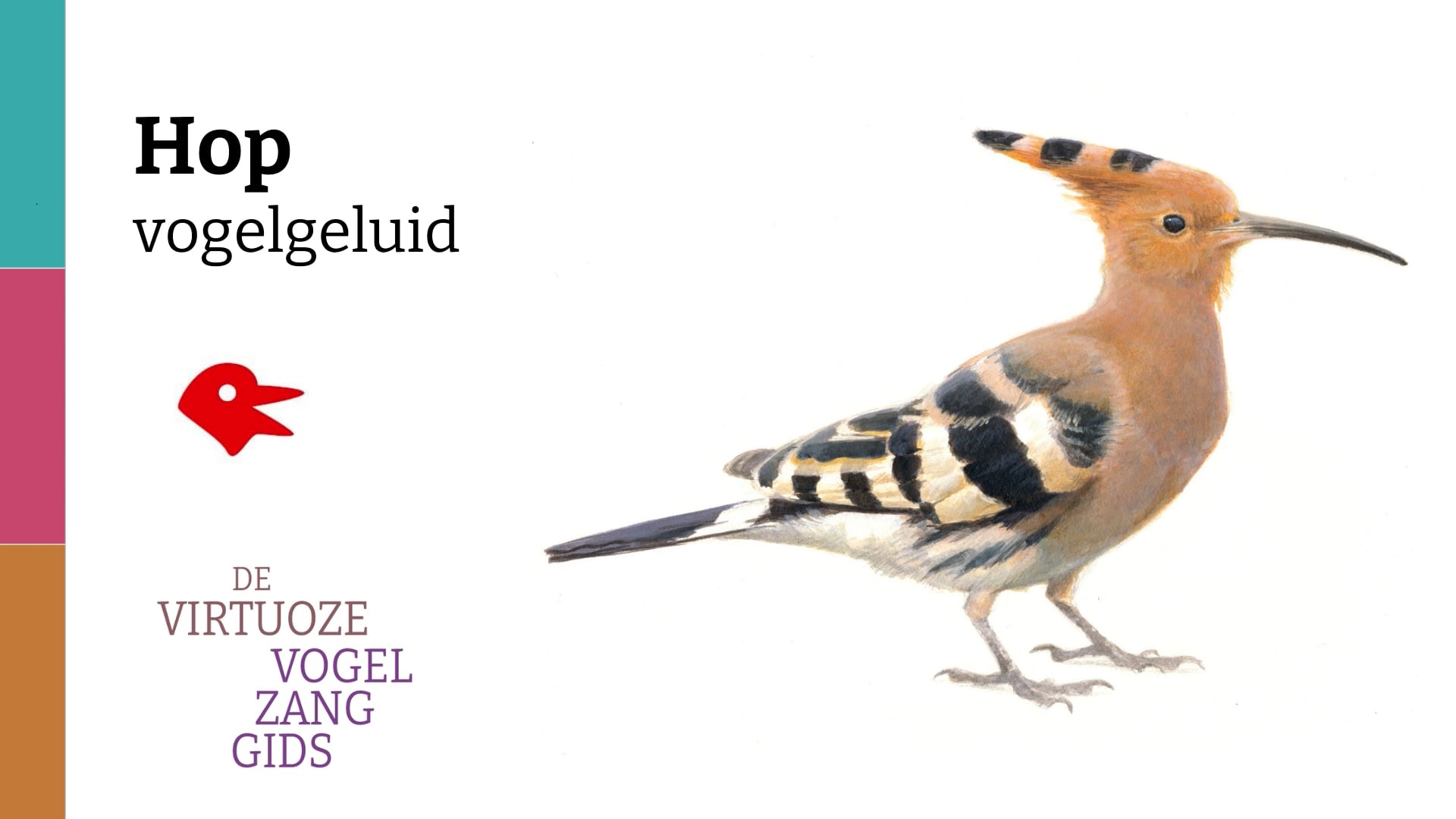 Hop - vogelgeluid.mp4 on Vimeo