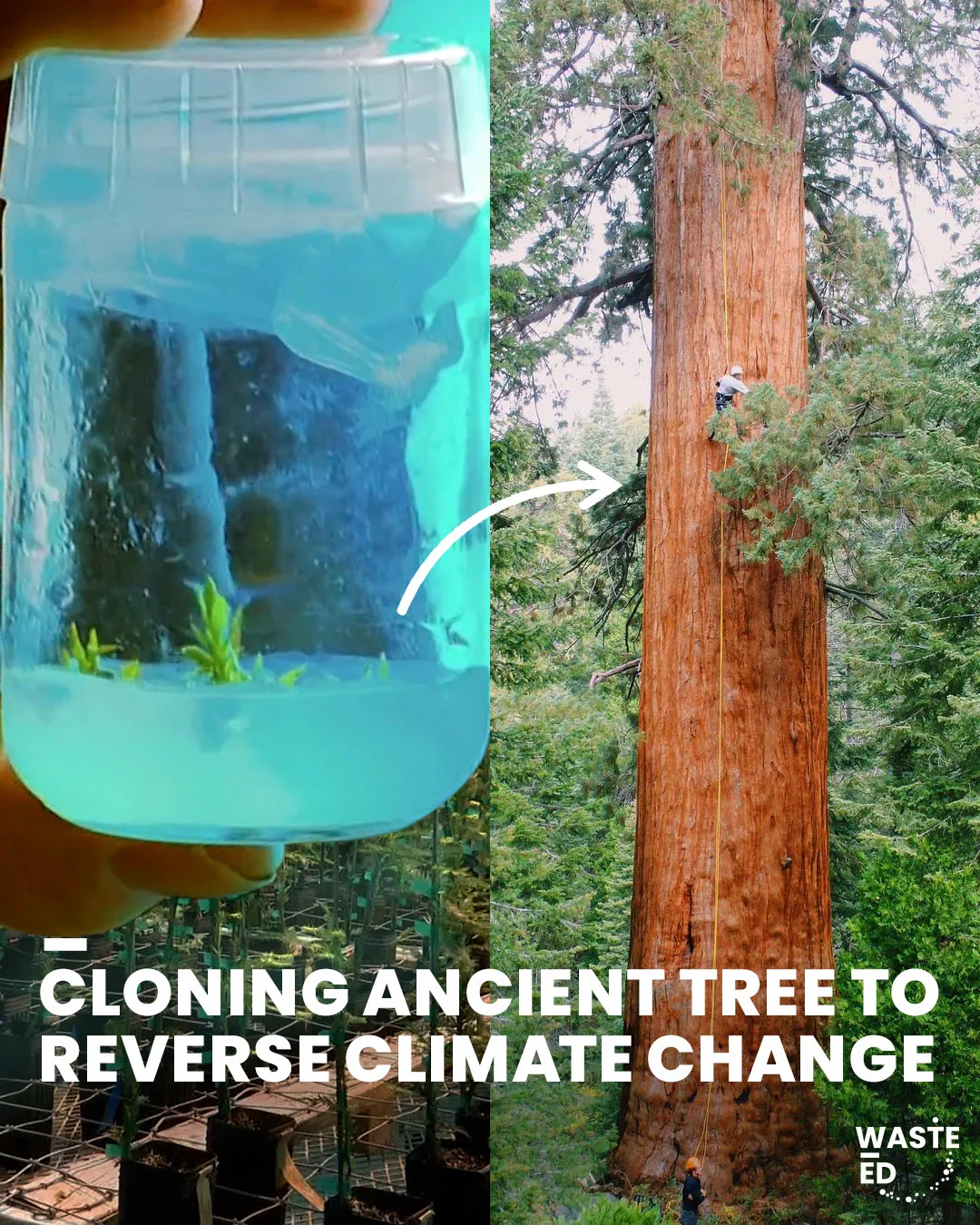 CLONING ANCIENT TREE TO REVERSE CLIMATE CHANGE