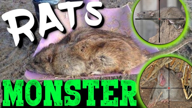 Rat Hunt | Shooting MONSTER Rats at a Petting Zoo - Airgun101