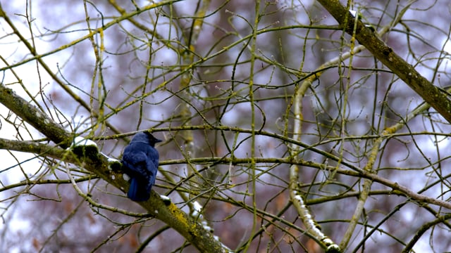 Bird Black Jackdaw - Free video on Pixabay
