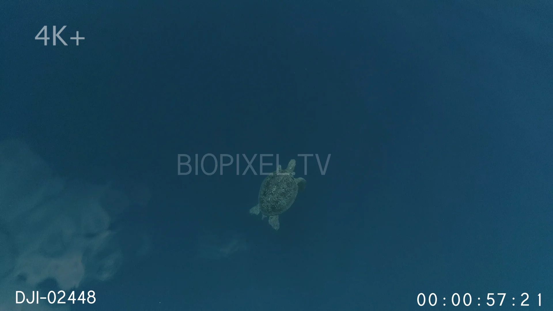 Sea Turtles - Aerial - Green sea turtle surfacing for breath in calm ...