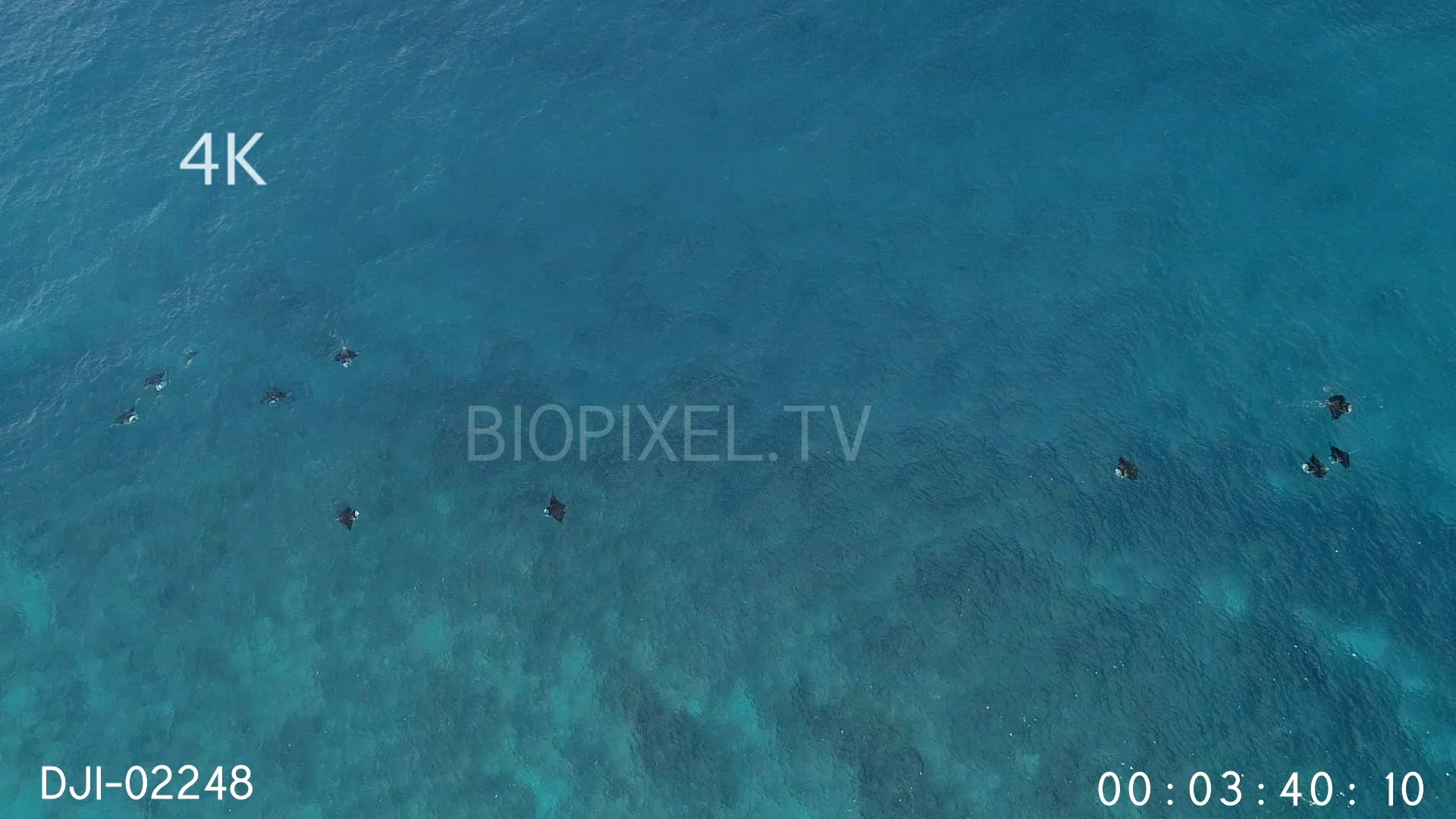 4K Manta Ray - Aerial - Large numbers of Manta rays feeding on surface 4K 1.mov on Vimeo