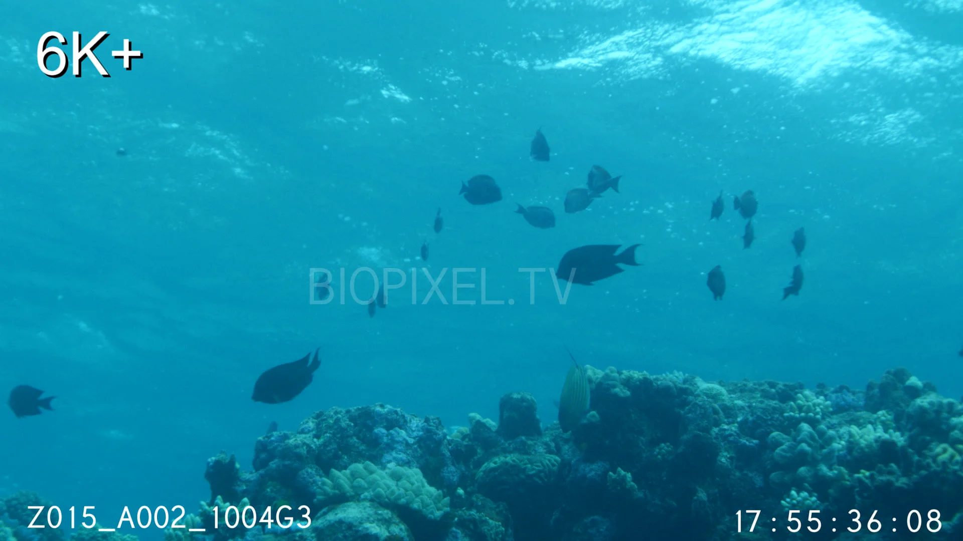 4K Fish Reproduction - Surgeonfish mass spawning 6K+.mov on Vimeo