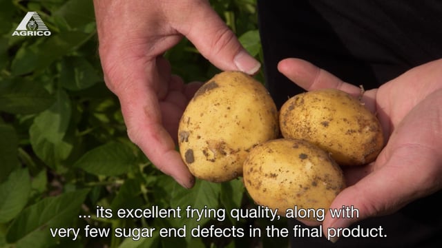 Napoleon | An Agrico potato variety