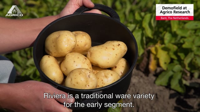 Riviera | An Agrico potato variety