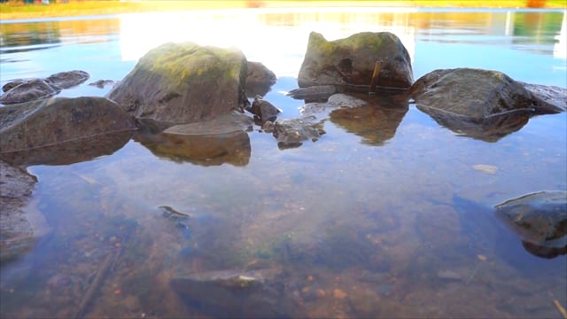 The Water, Pierre, Lake. Free Stock Video - Pixabay