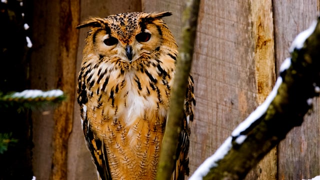 Uhu Bird Owl - Free video on Pixabay