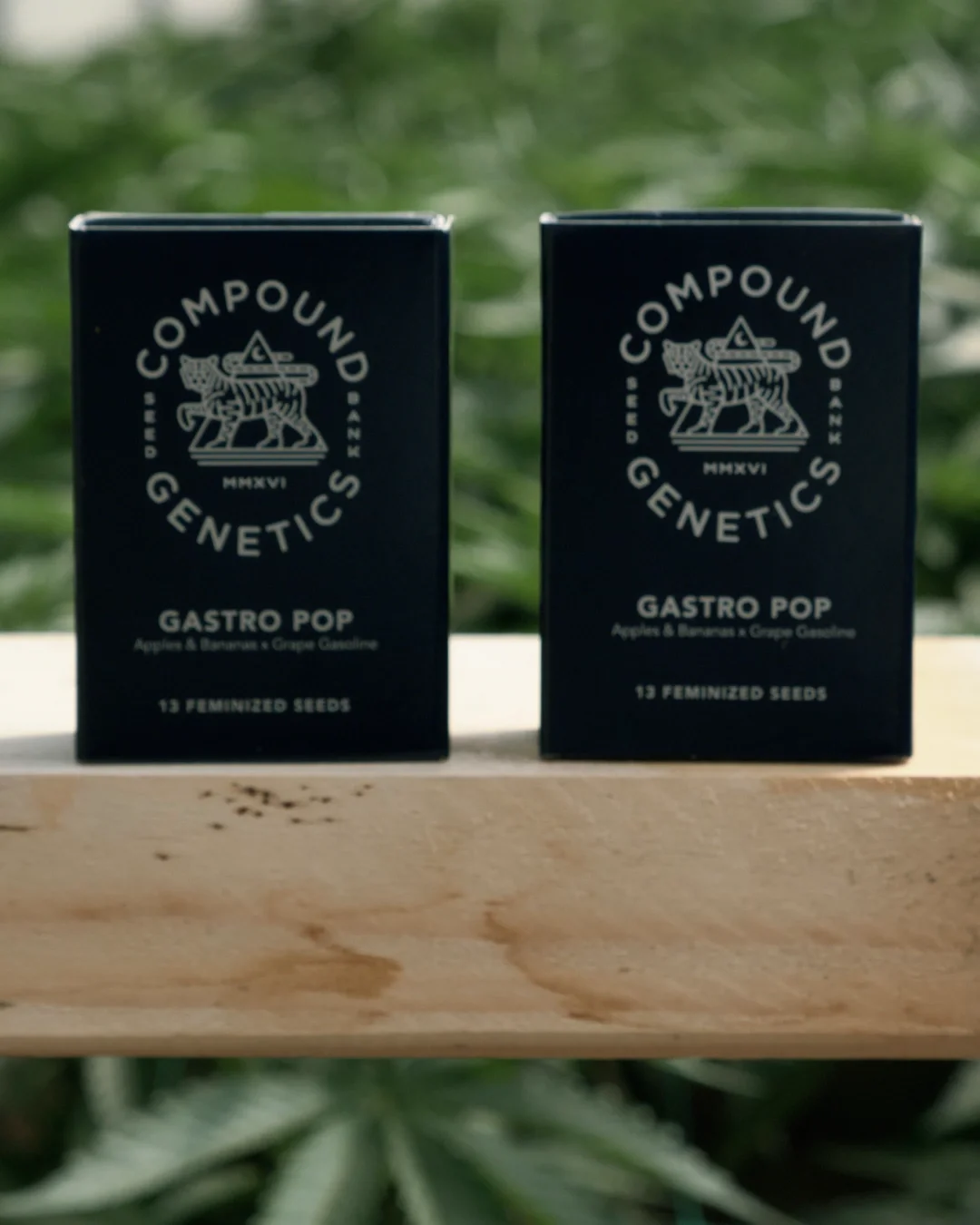 cannabull product.MP4 on Vimeo