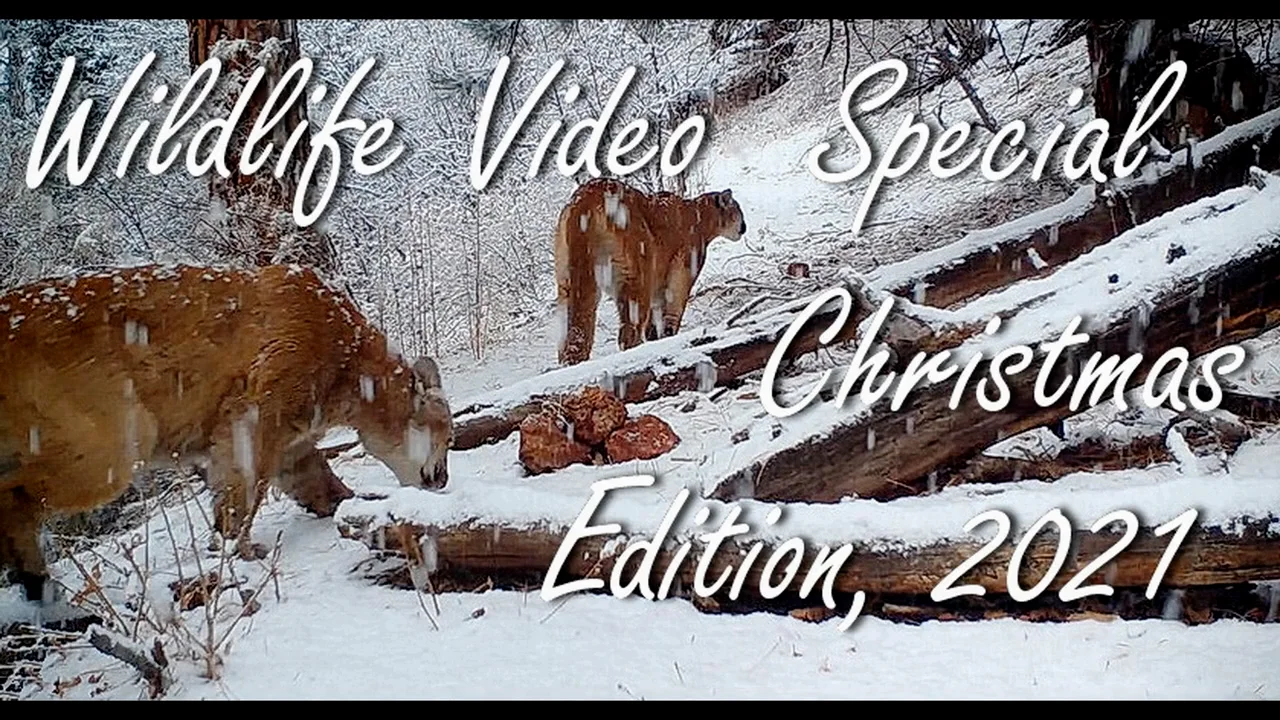 Wildlife Video Special Christmas Edition 2021 on Vimeo