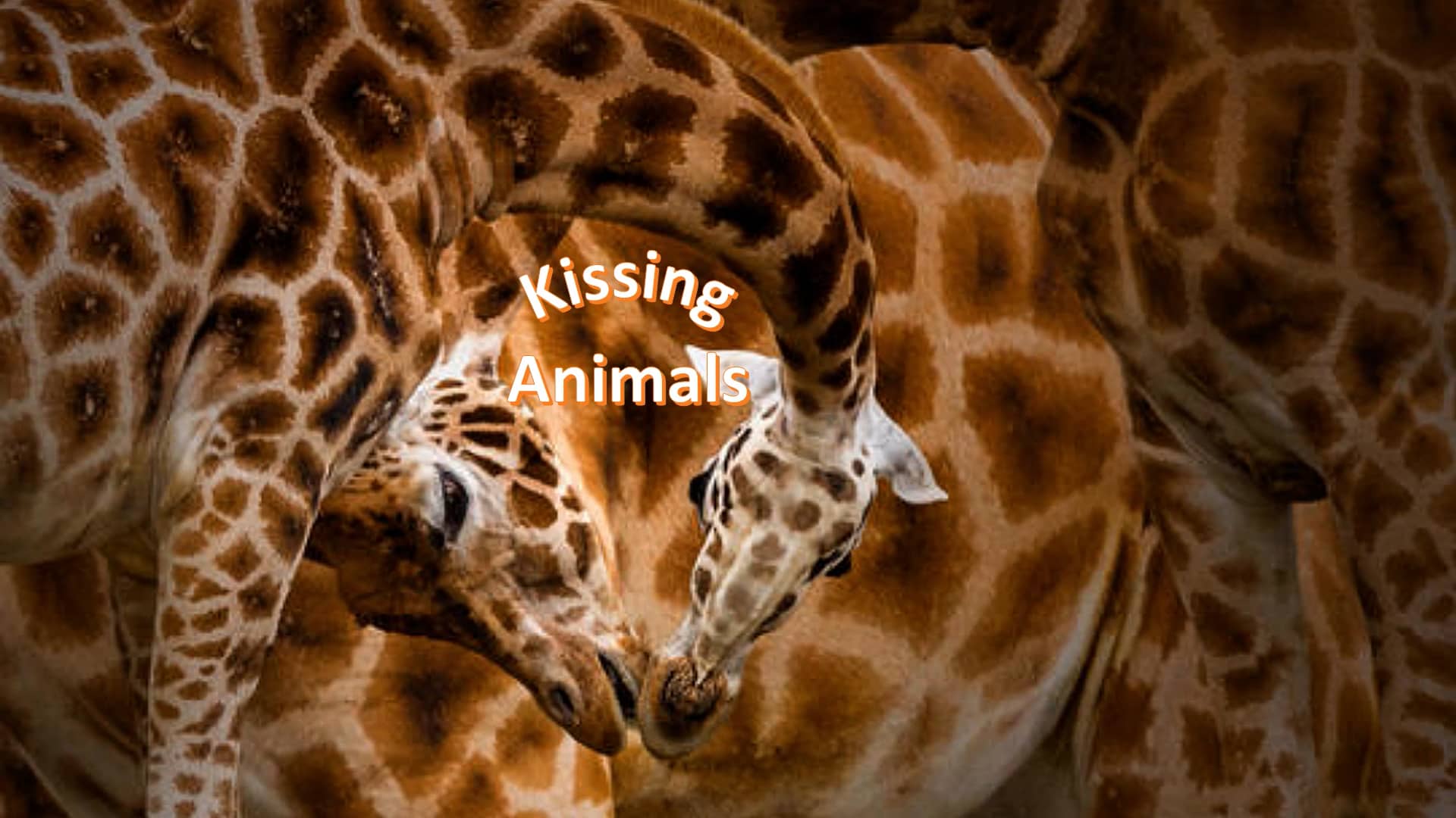 Kissing Animals.mp4 on Vimeo