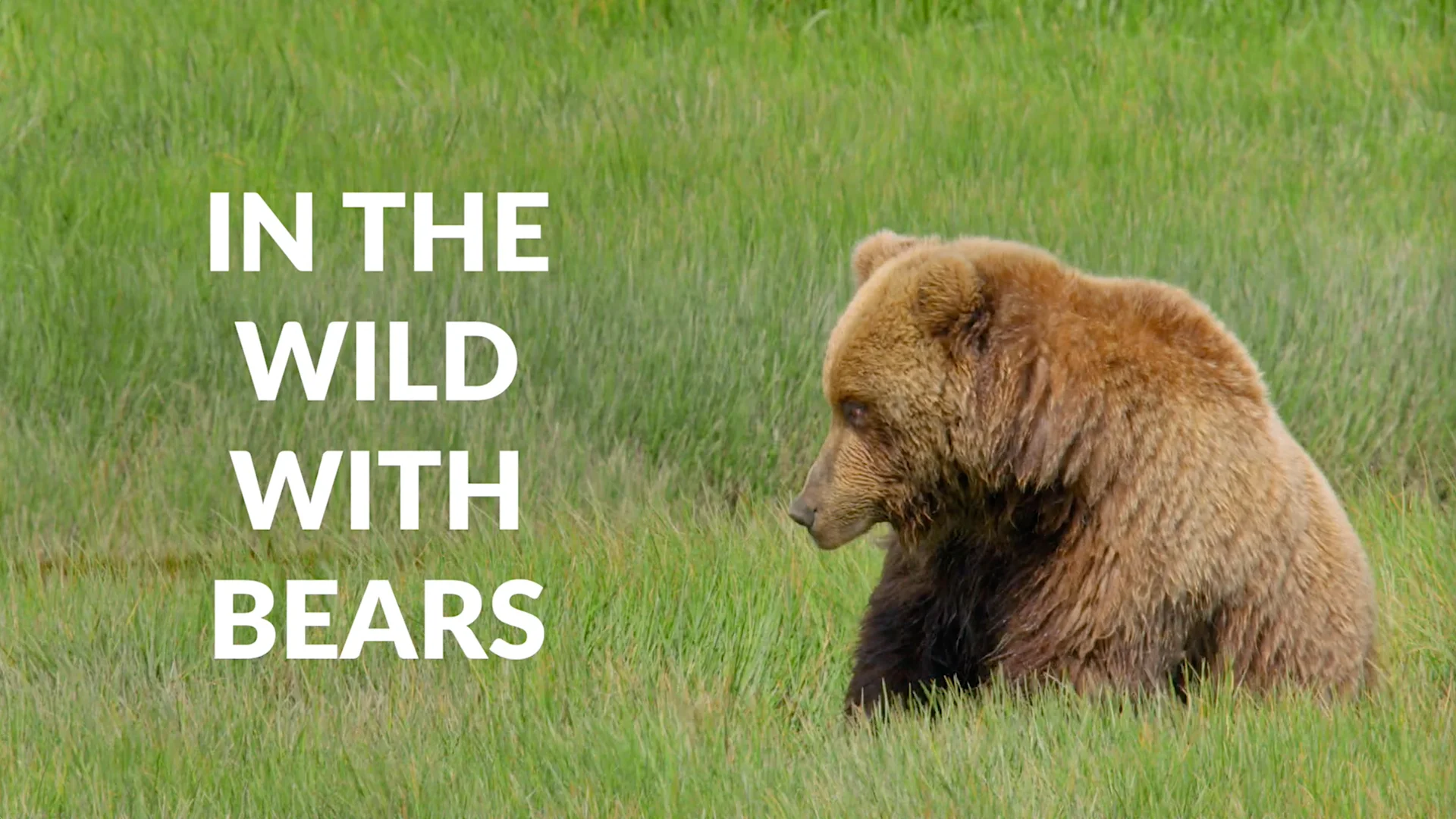 In The Wild... with Bears on Vimeo