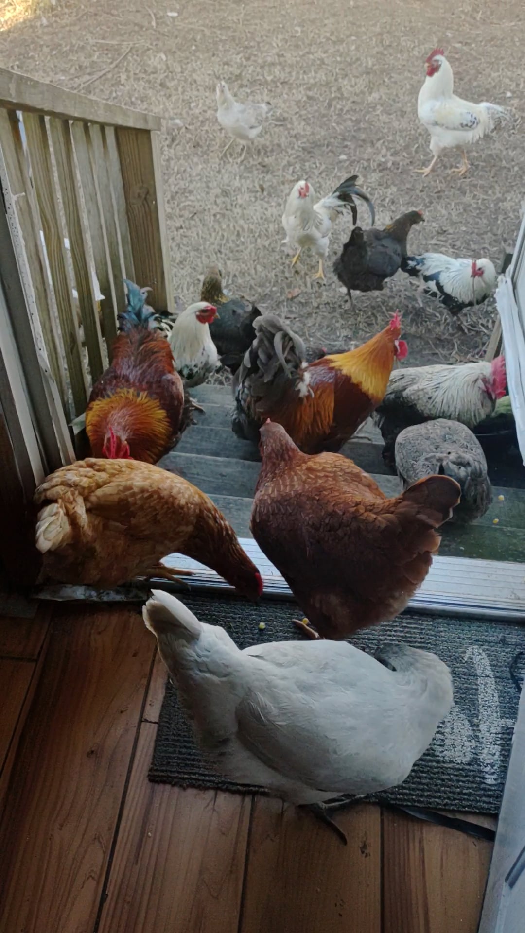 Chicken Stampede! on Vimeo