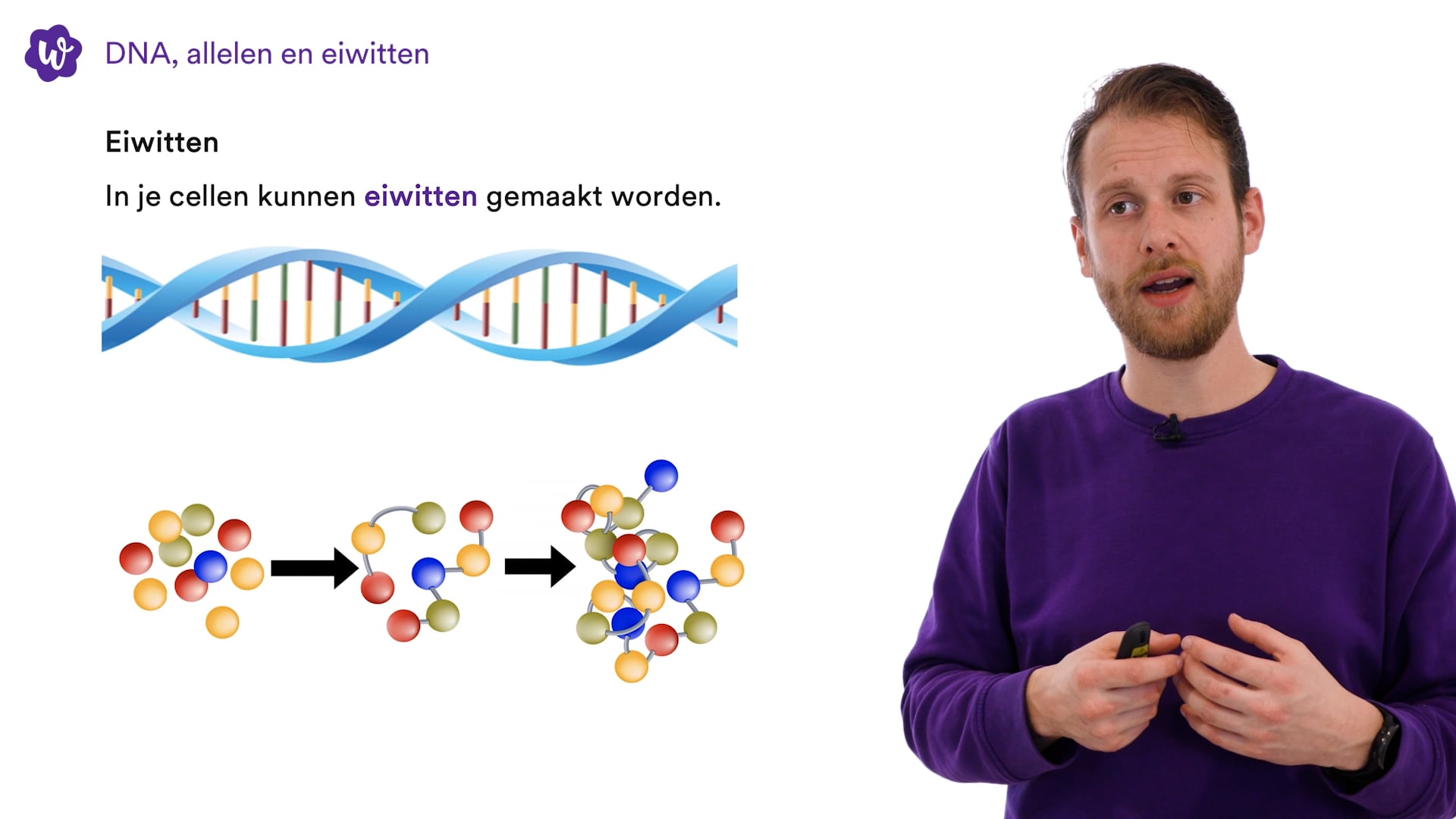 DNA, allelen en eiwitten oefenen | StudyGo
