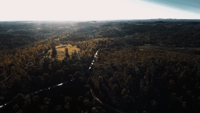 Drone, Forest, Nature. Free Stock Video - Pixabay