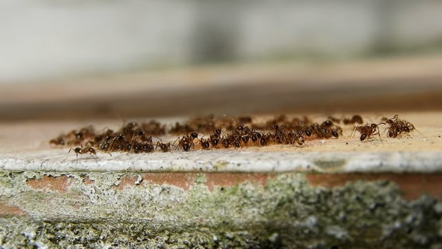 Insects Work Job - Free video on Pixabay