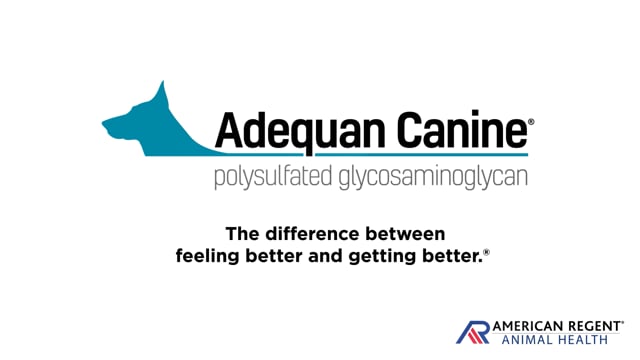 How Does Adequan Work In Dogs