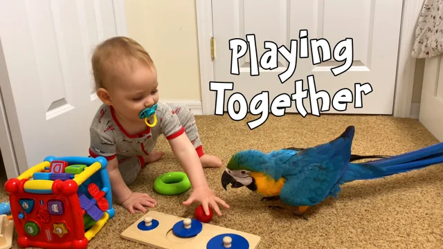 Baby Macaw