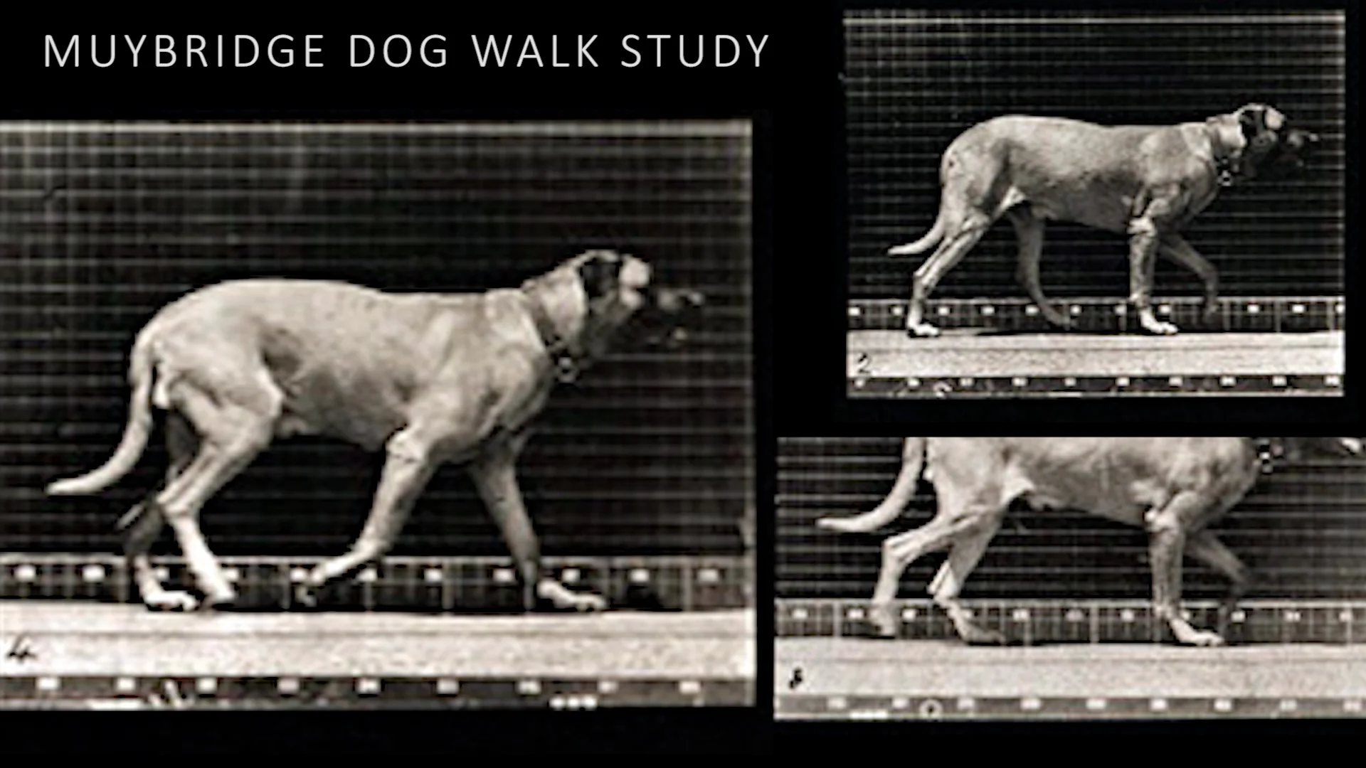 Muybridge dog walk REFERENCE VIDEO on Vimeo