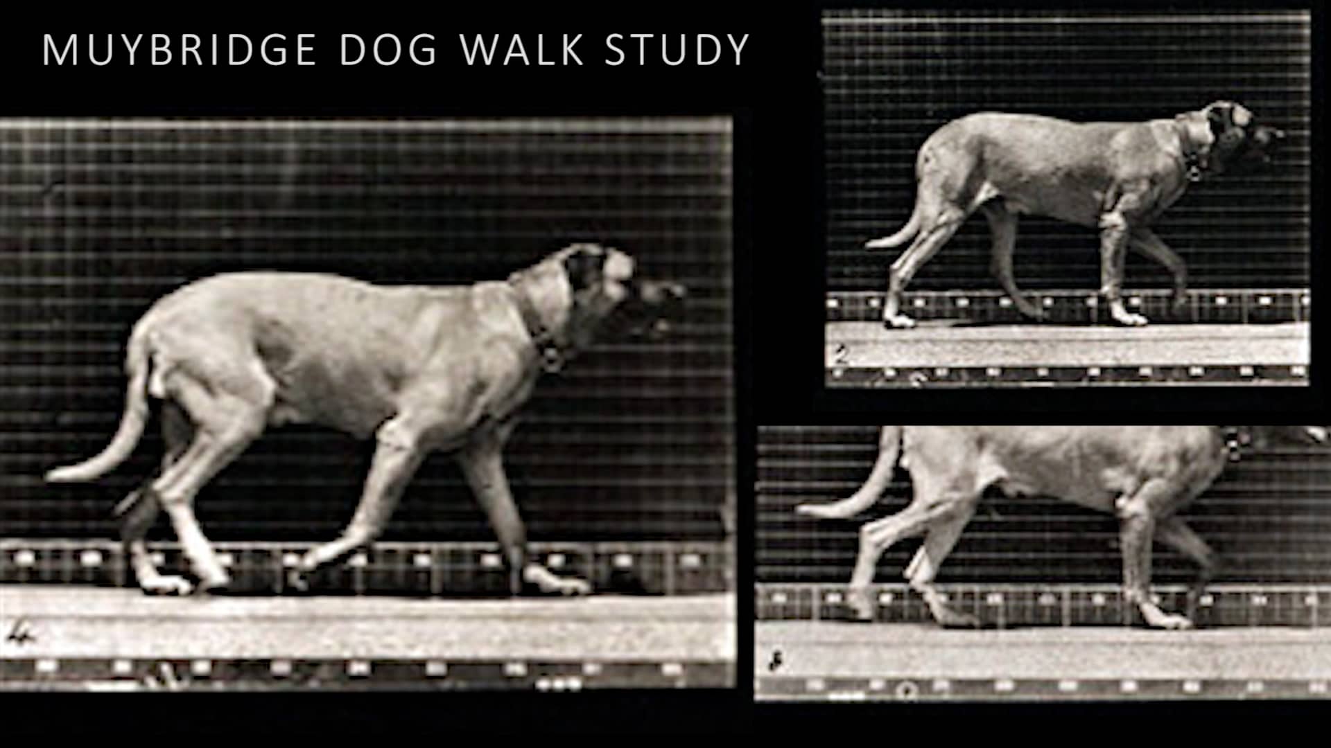 Muybridge dog walk REFERENCE VIDEO on Vimeo