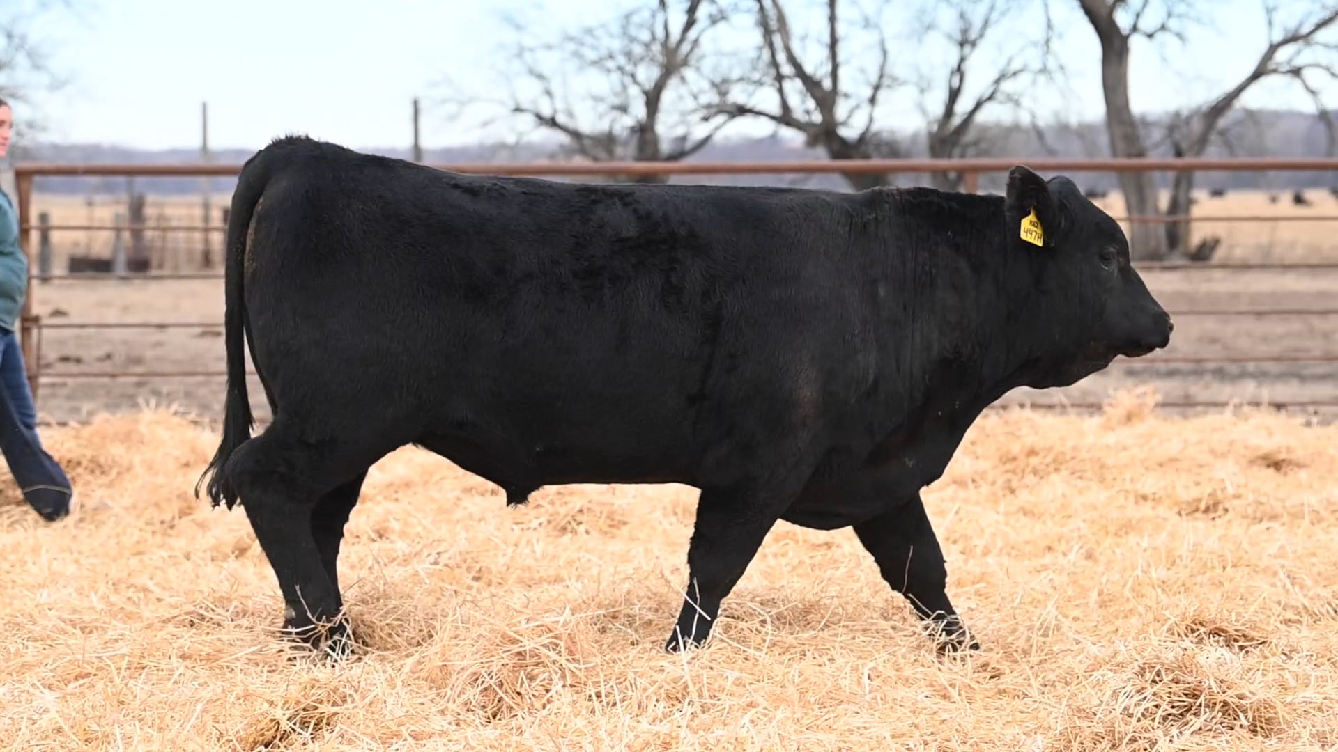 Lot 35: SimAngus bull sired by GAR SURE FIRE on Vimeo