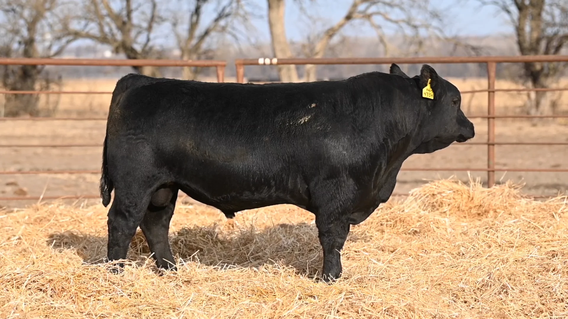 Lot 42: SimAngus bull sired by GAR SURE FIRE on Vimeo