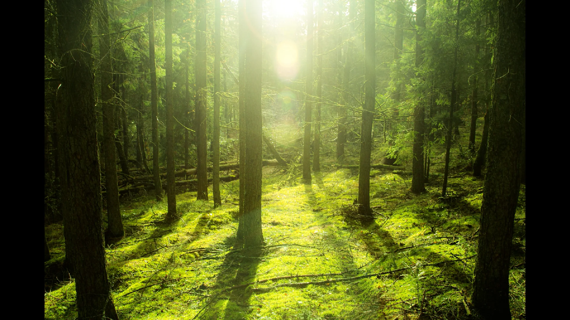 Forest on Vimeo