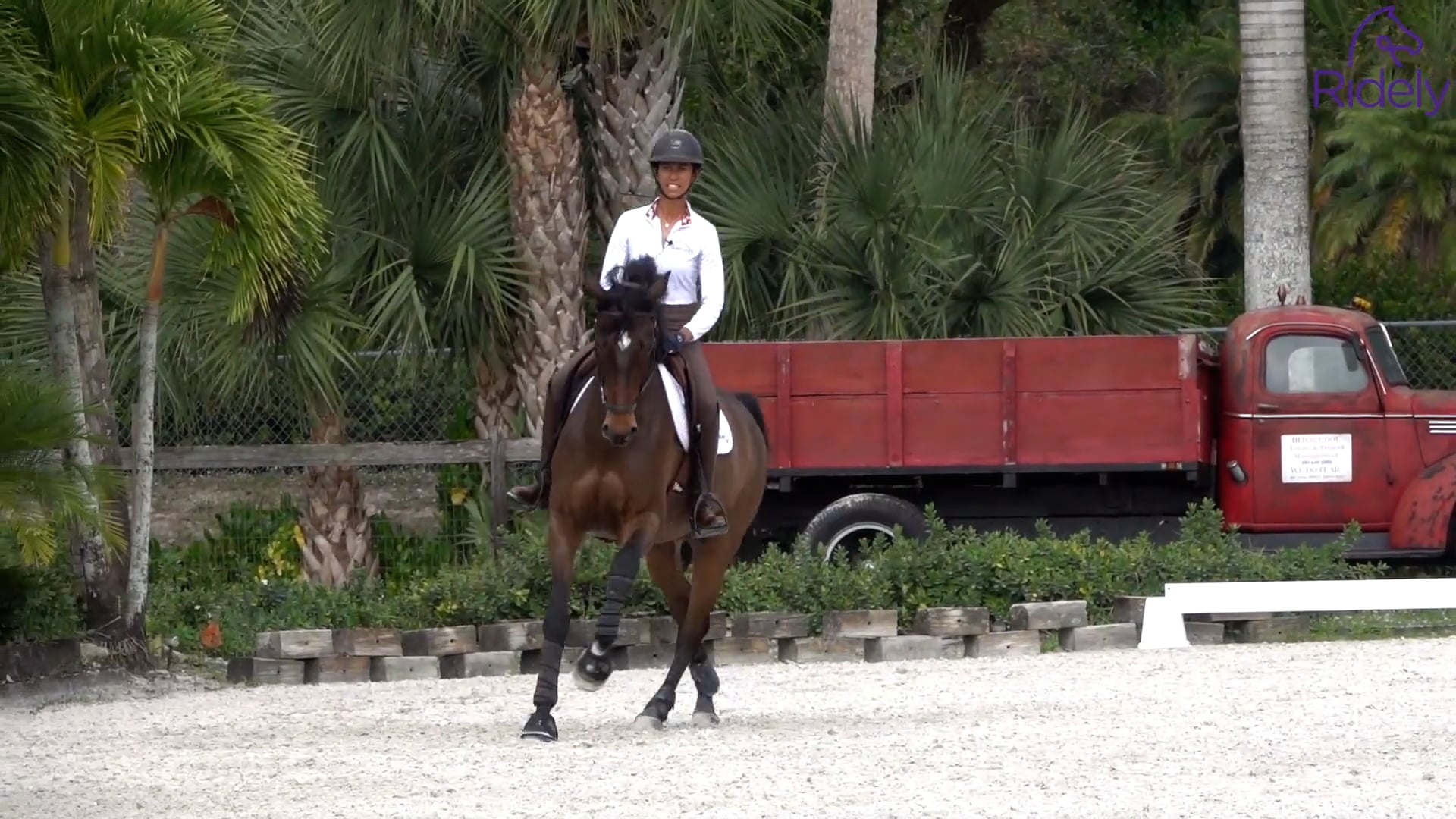 Getting the Flying Change on Your Aids | Ridely