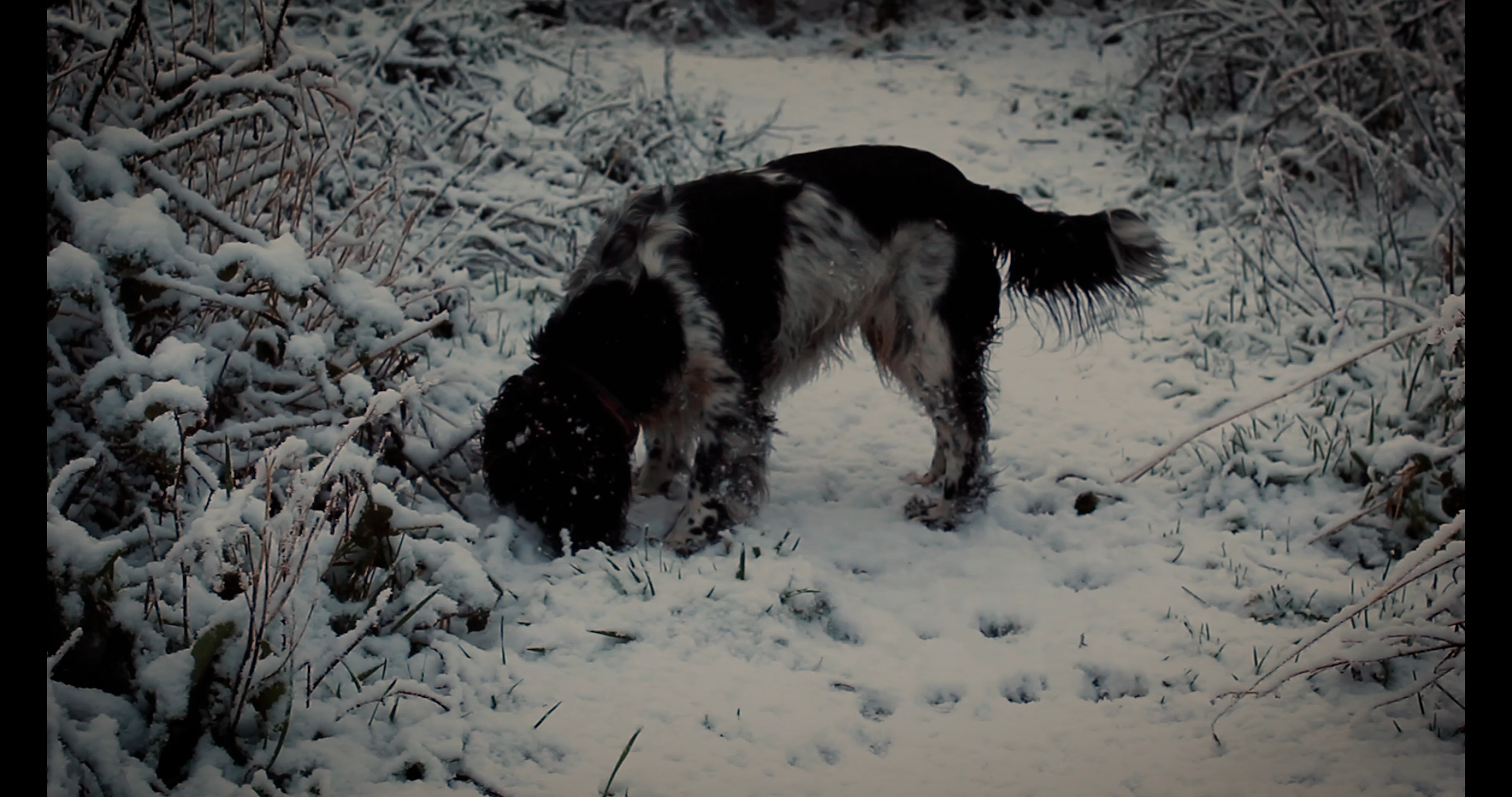 dogs in snow on Vimeo