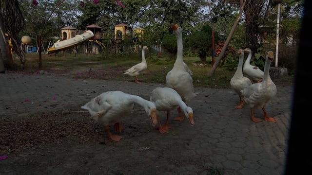 White Ducks In The Garden, Ducks Making Sound, Cute Ducks. Free Stock ...