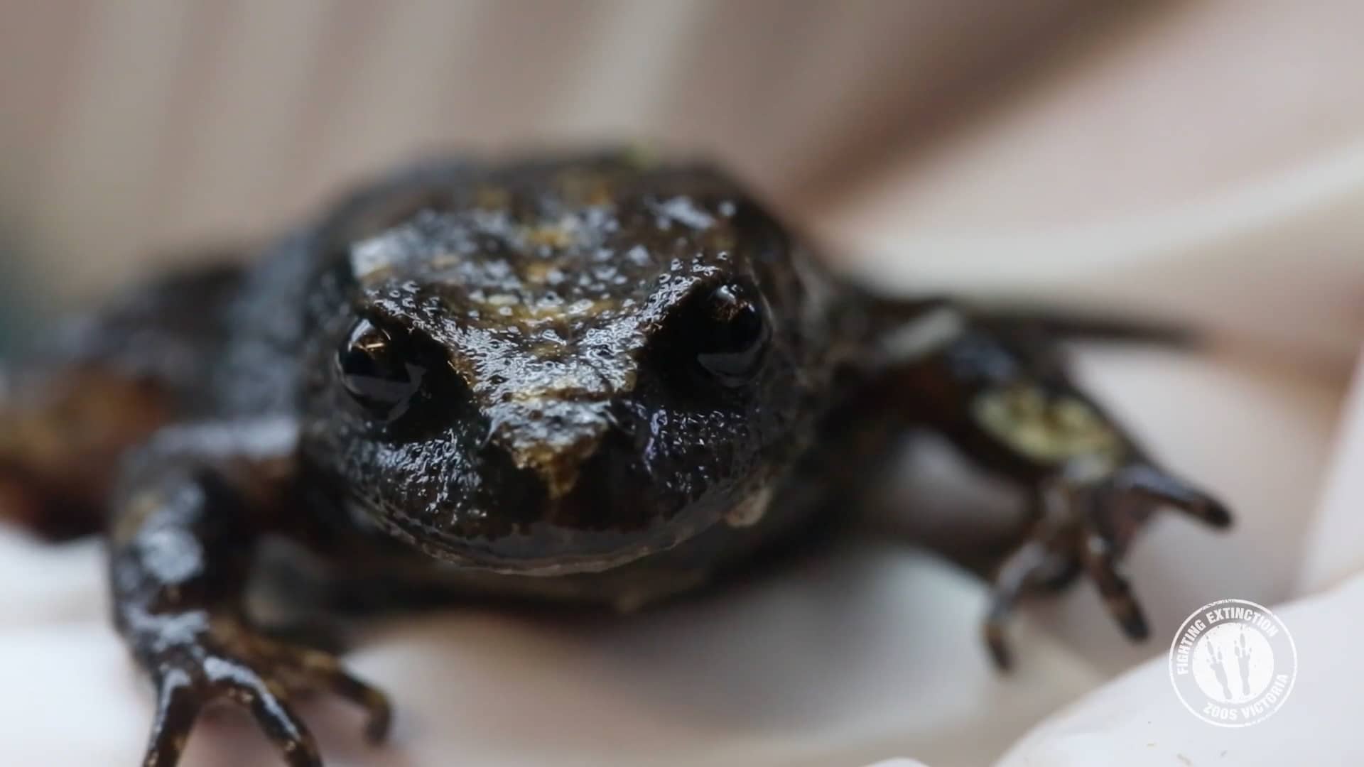 The search for female Baw Baw Frogs on Vimeo