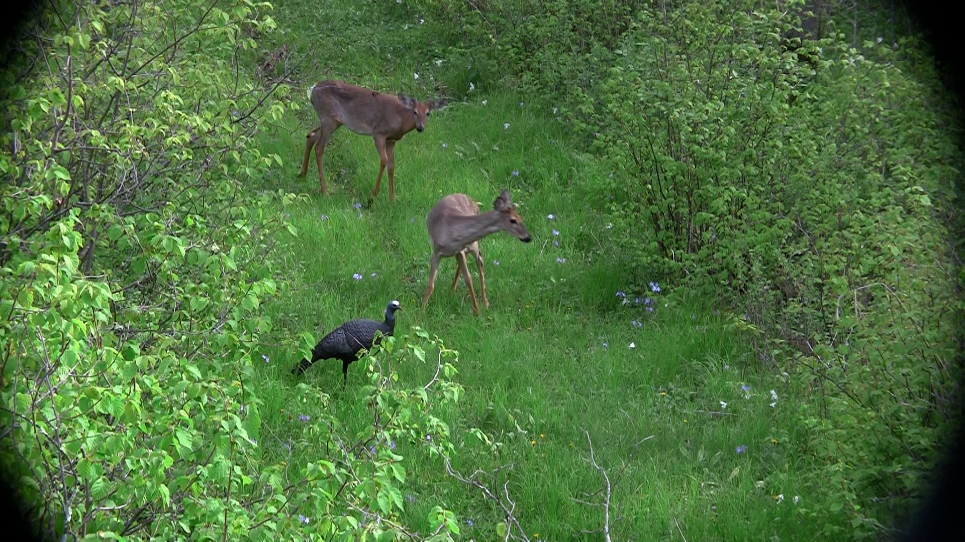 10.5.16.deer2.MTS on Vimeo