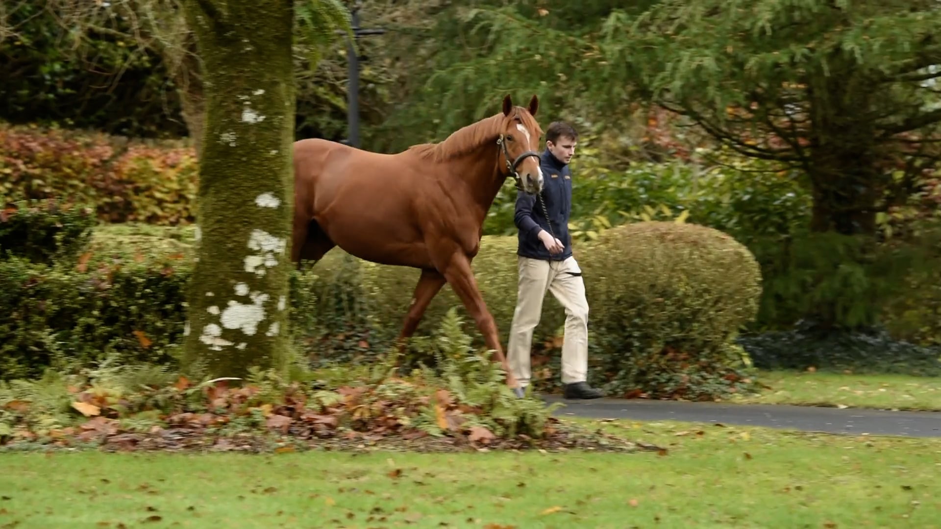 Coolmore Ireland Coolmore TV