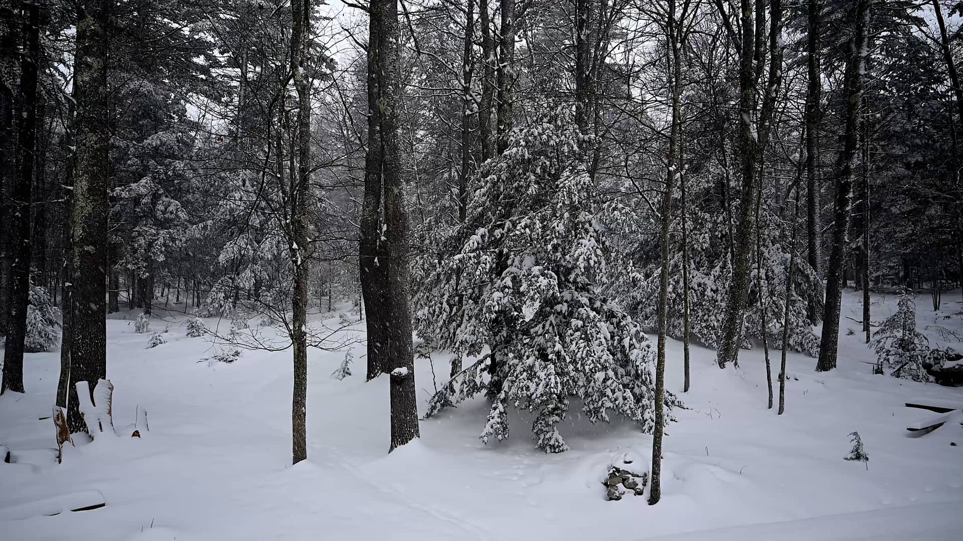 Snowfall - 4K on Vimeo