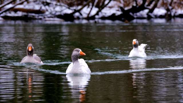 Goose Videos: Download 116+ Free 4K & HD Stock Footage Clips - Pixabay