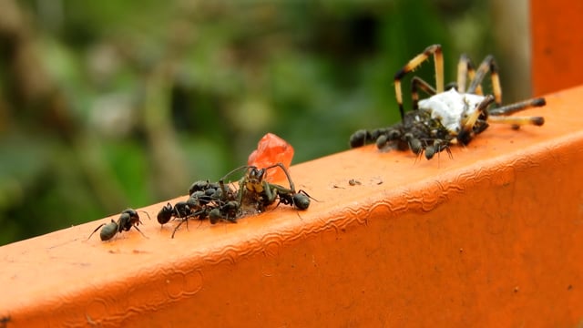 Ant Videos: Download 421+ Free 4K & HD Stock Footage Clips - Pixabay