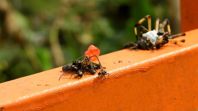 Work Job Insect - Free video on Pixabay