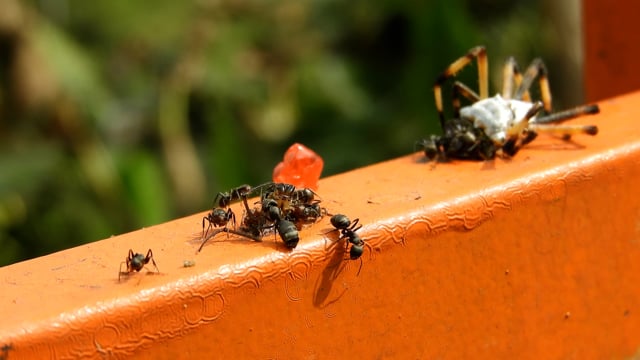 Job Work Insects - Free video on Pixabay
