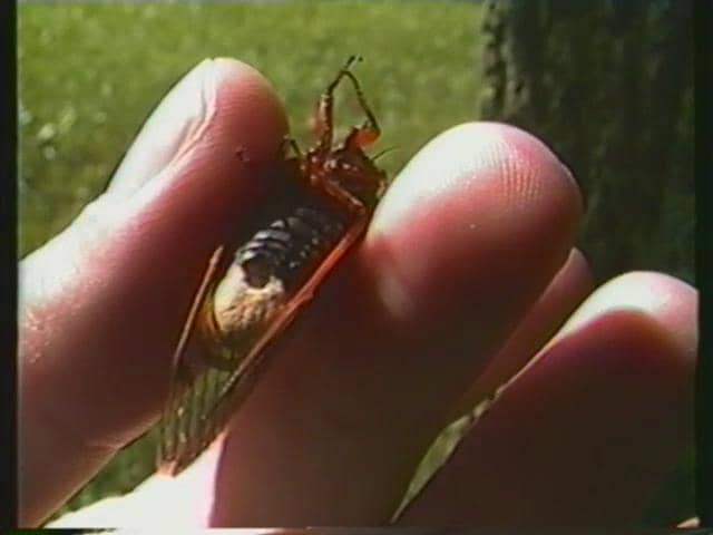 magicicada fungus (massospora cicadina) on Vimeo