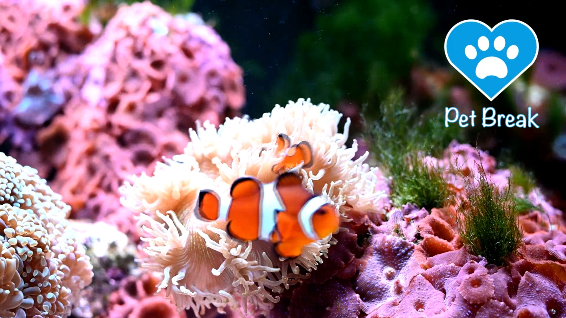 Pet Break 011-hd.mp4 on Vimeo