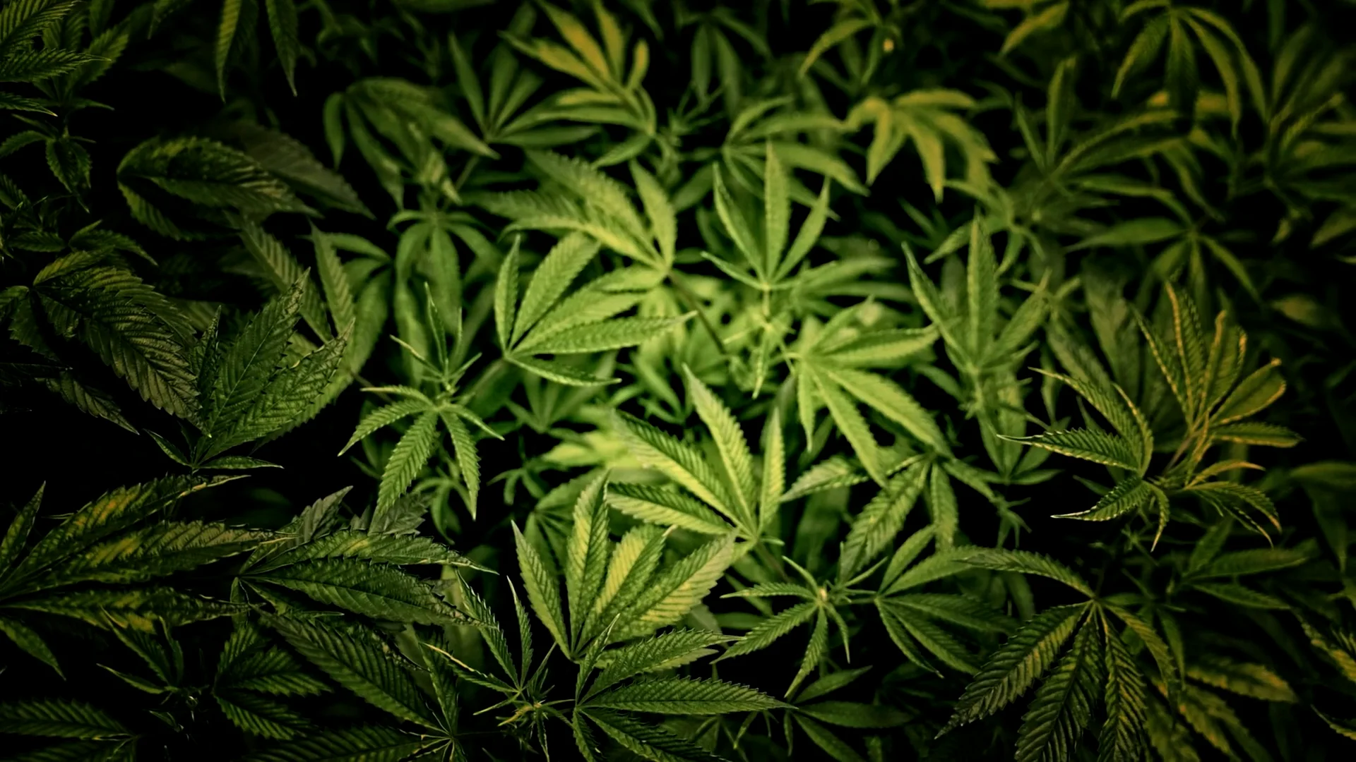 Mobeta Home.mp4 on Vimeo