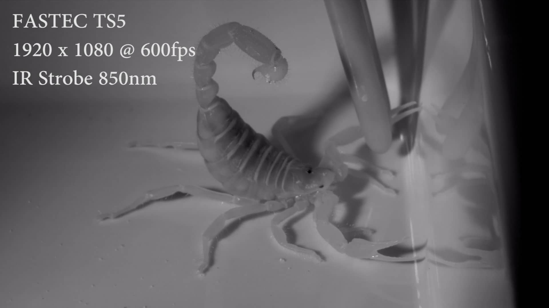 Scorpion Strike Slomo! on Vimeo