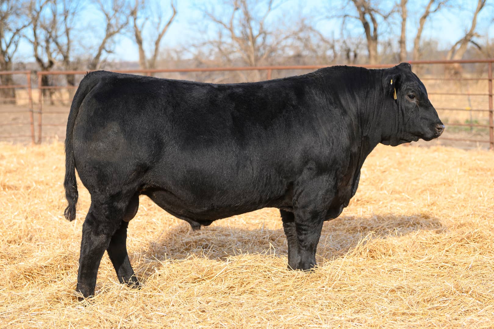 Lot 23: SimAngus bull sired by SYDGEN ENHANCE on Vimeo