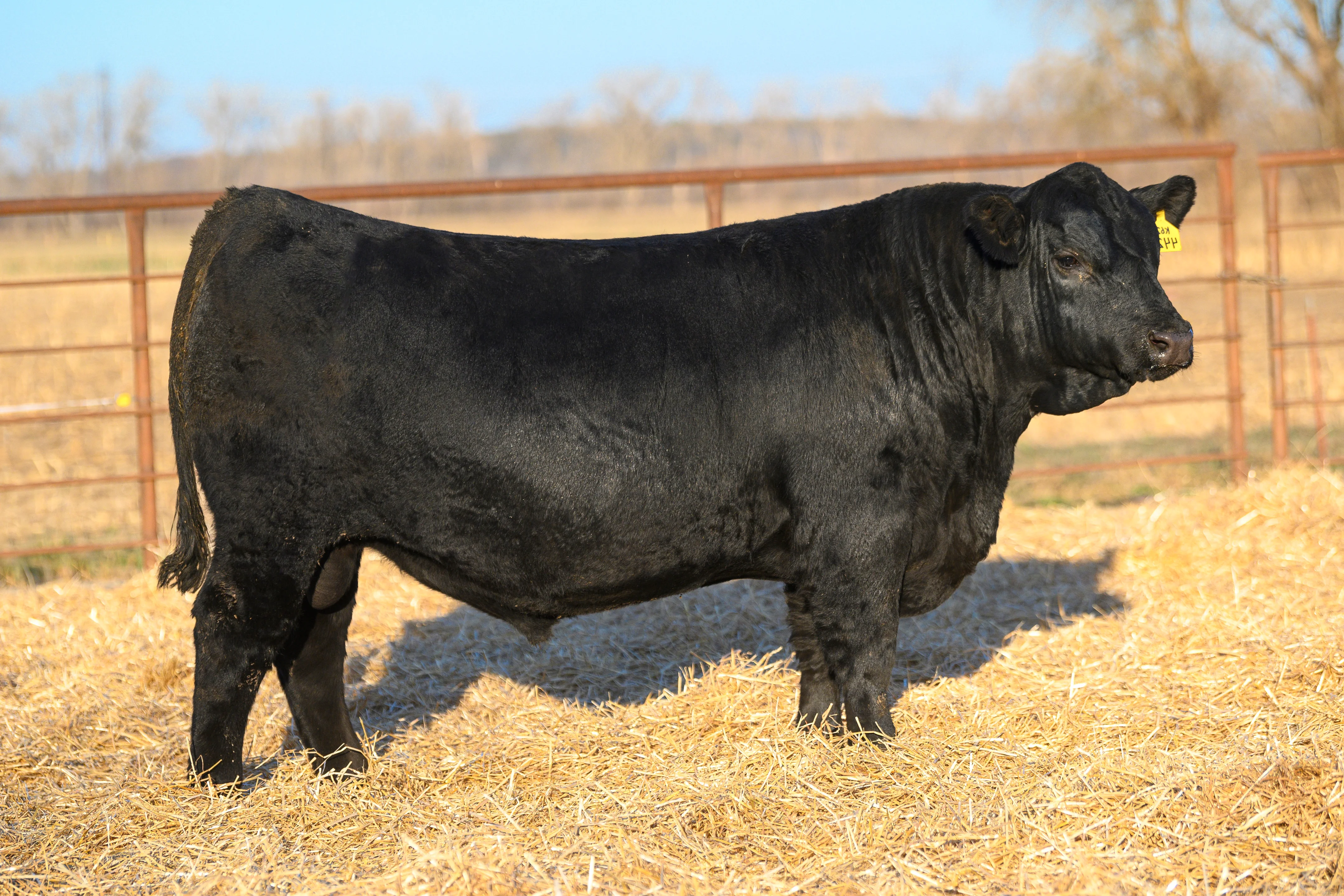 Lot 30: SimAngus bull sired by GAR SURE FIRE on Vimeo
